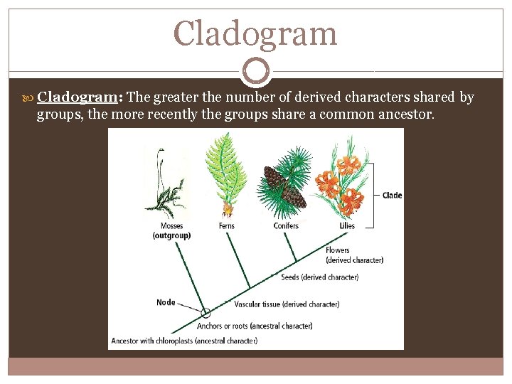 BINOMIAL NOMENCLATURE CLADOGRAMS DICHOTOMOUS KEYS Why Binomial Nomenclature