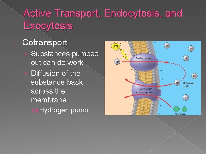 Cell Membrane Structure and Function Chapter 7 Cell