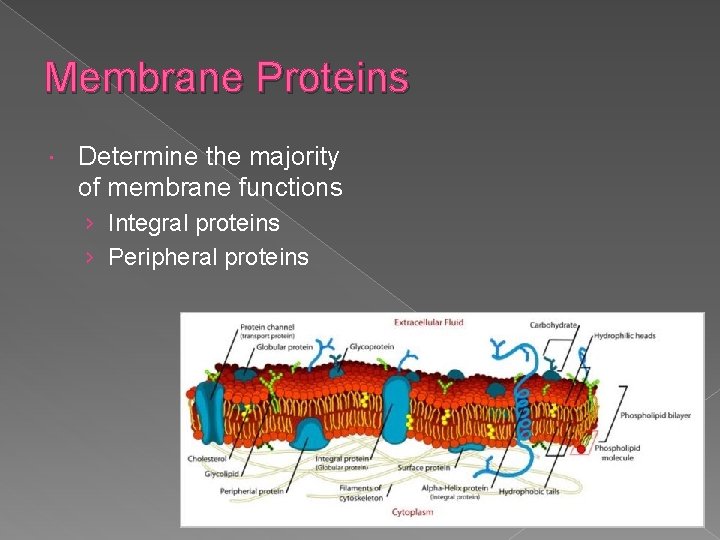 Cell Membrane Structure and Function Chapter 7 Cell