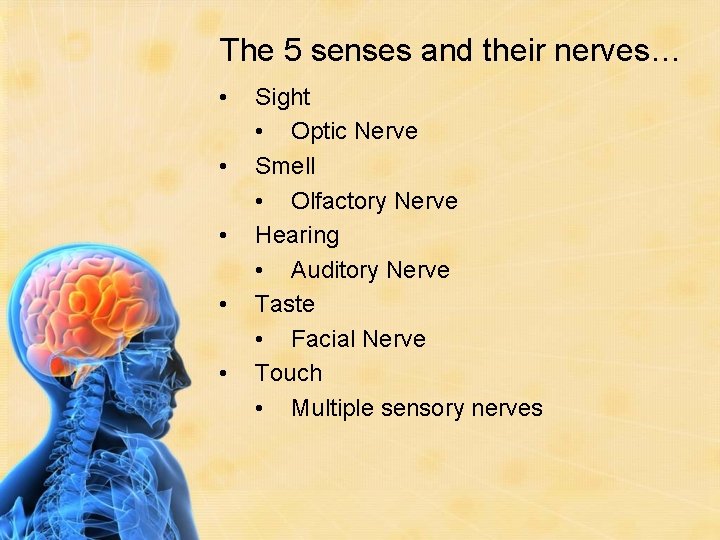 The Nervous System Questions to be answered How