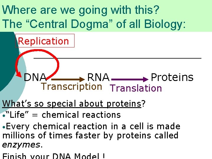 Transcription and Translation Integrated Science 3 4 Vertebrate