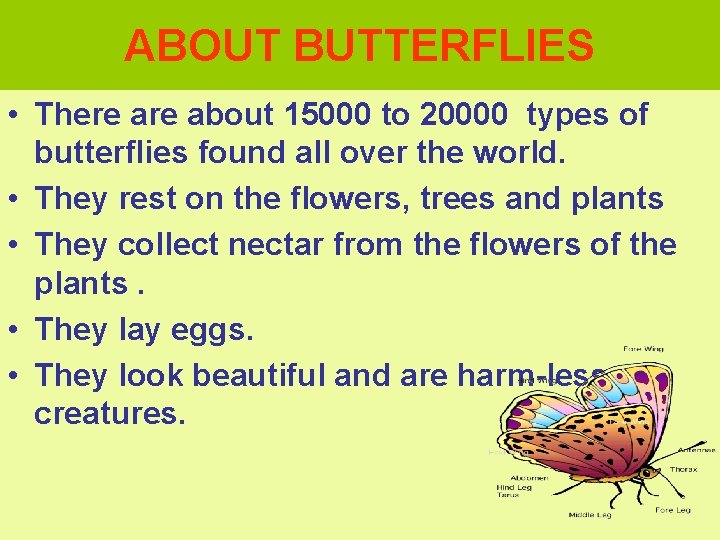 CLASS III ENGLISH Unit v BUTTERFLIES INSECTS INTRODUCTION