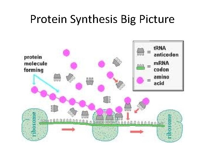 Bell Ringer Name the organelles 1 Digests waste