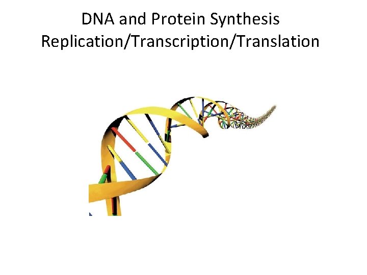 Bell Ringer Name the organelles 1 Digests waste