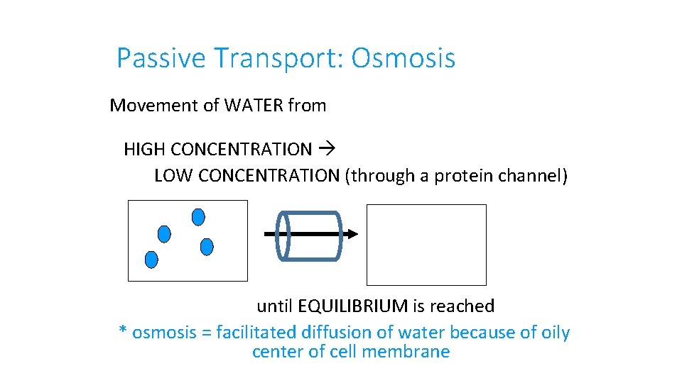 Cell Membranes are composed of 2 Layers of