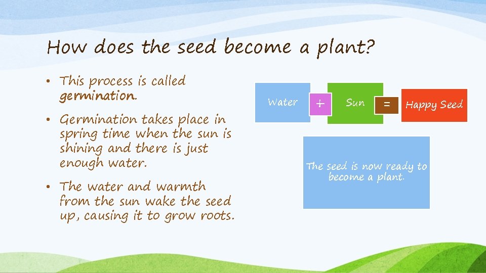 Life Cycle of a Plant by Kaitlyn Lanham