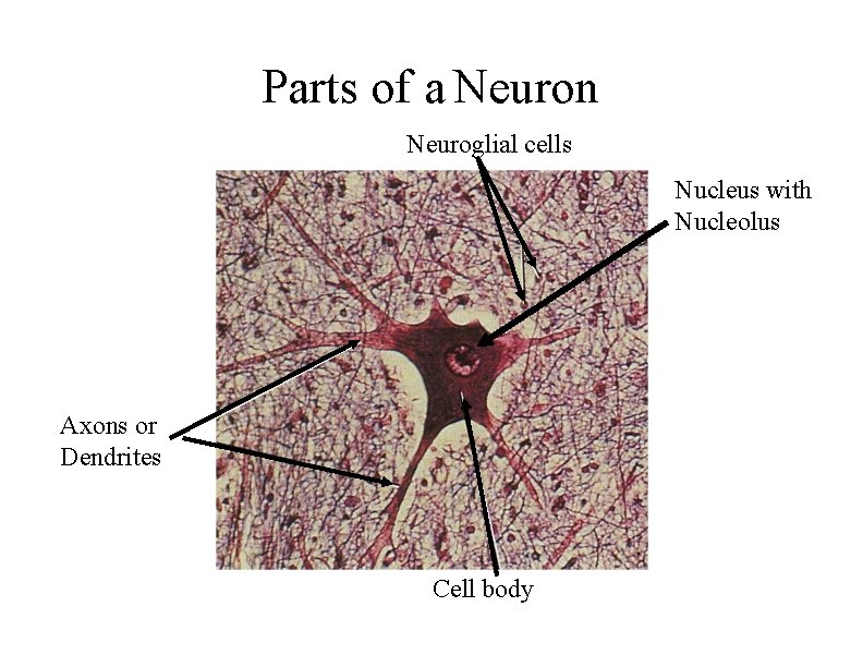 Microscopic Structure of the NS Lecture Objectives Classify