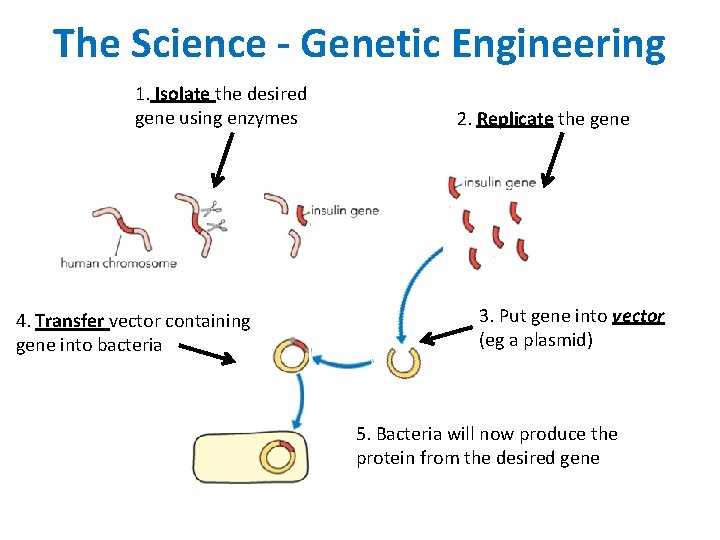 B 2 Topic 1 Revision Slides 2 12