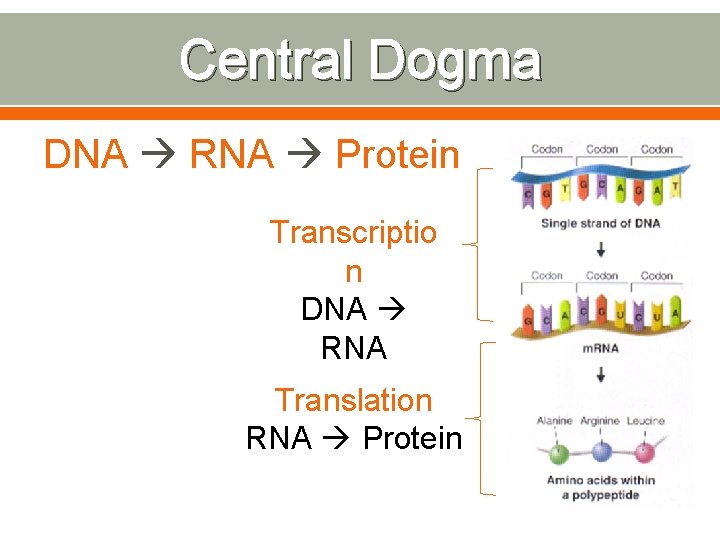 Practice BaseParing Review Original strand ATTCCG Complement Original