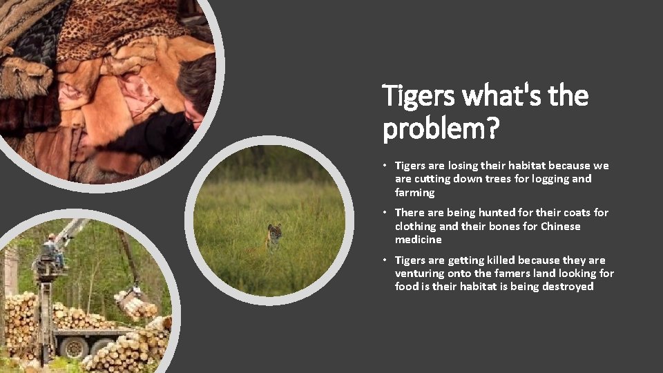 Life on land Protect our forests before it