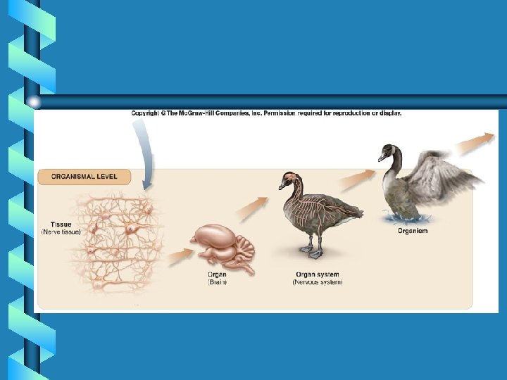 Levels of Biological Organization Biosphere Our entire planet