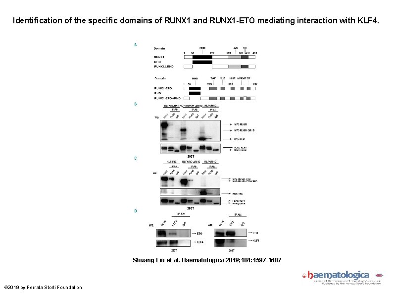 RUNX 1 inhibits proliferation and induces apoptosis of