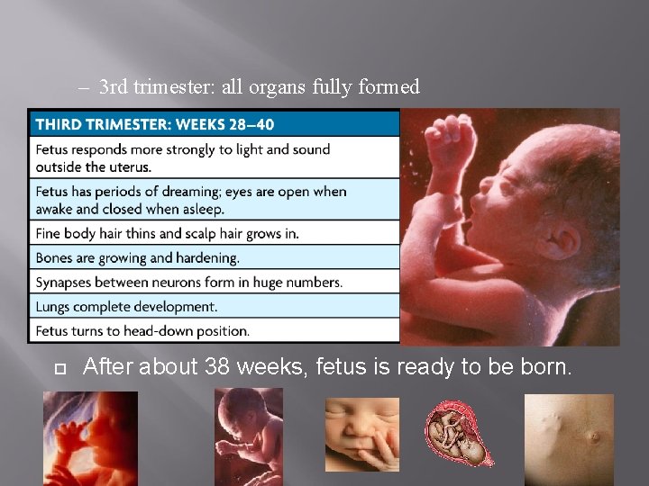 HUMAN BODY SYSTEMS The Reproductive System Human reproductive