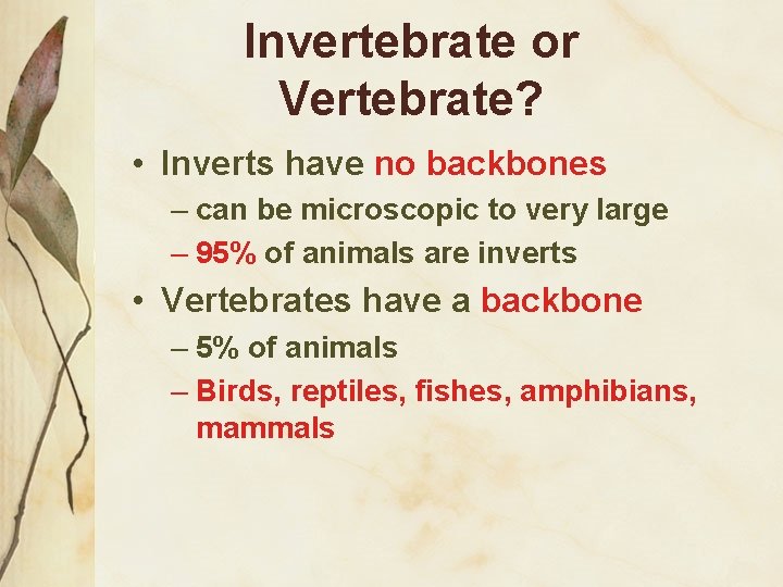Invertebrate Animals What Characteristics Define the Animal Kingdom