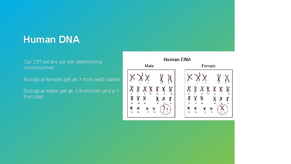 An Introduction to YDNA for Genealogy Vivs Laliberte