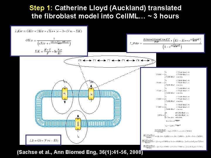 Model reuse with Cell ML The Sachse myocytefibroblast