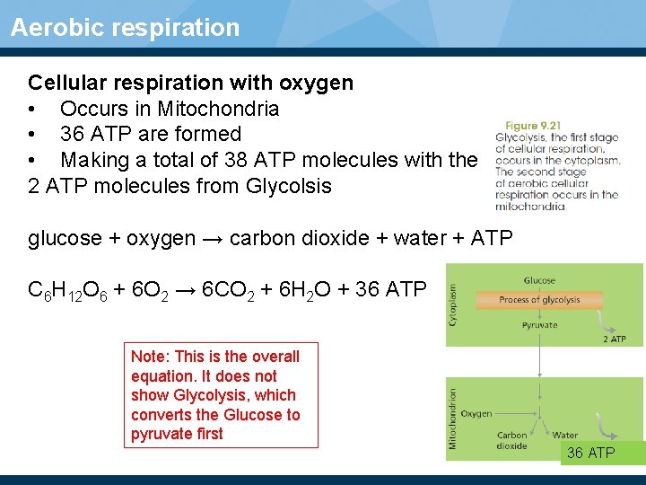 Chapter 9 Cellular Respiration Edited by Ms Rayner