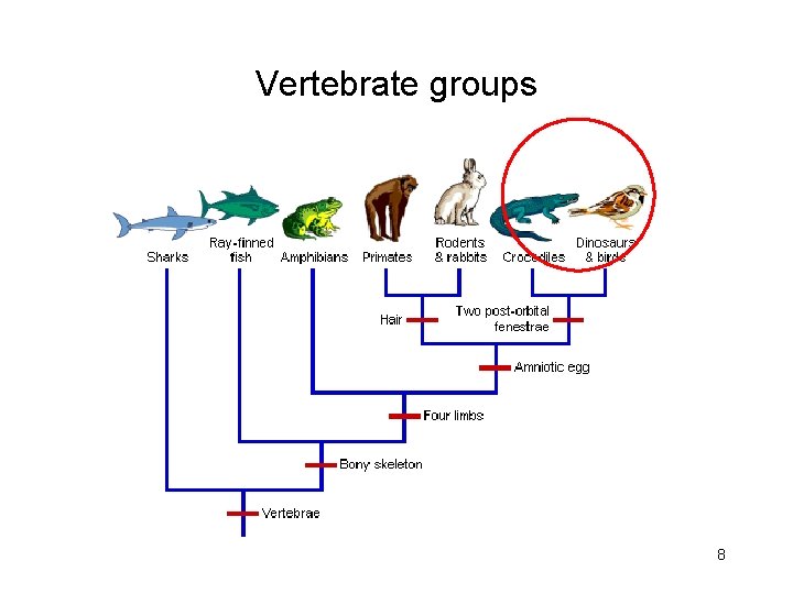 Evolution Edited by L Bridge May 2015 Copyright