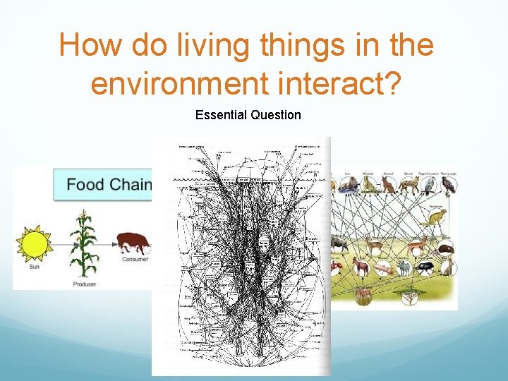 Ecology Biomes and Levels of Organization PO 1