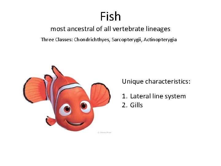 Vertebrates Fish Amphibians Reptiles Birds Mammals Fish most