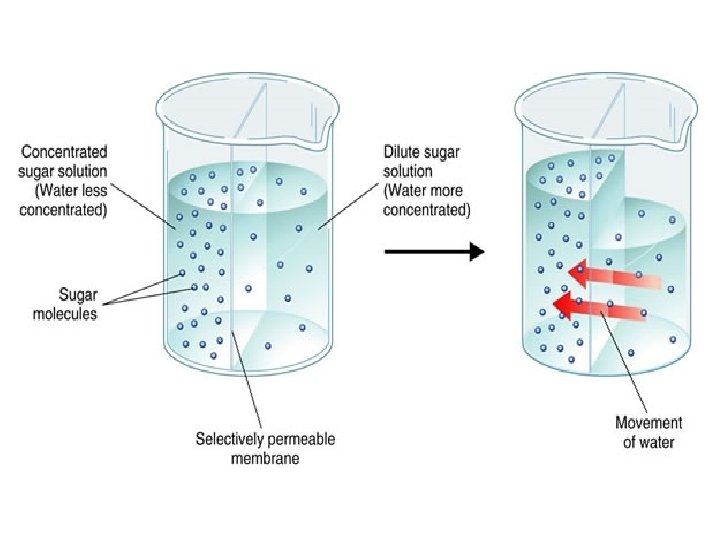 Cell Membrane and Transport Cell Membrane aka plasma