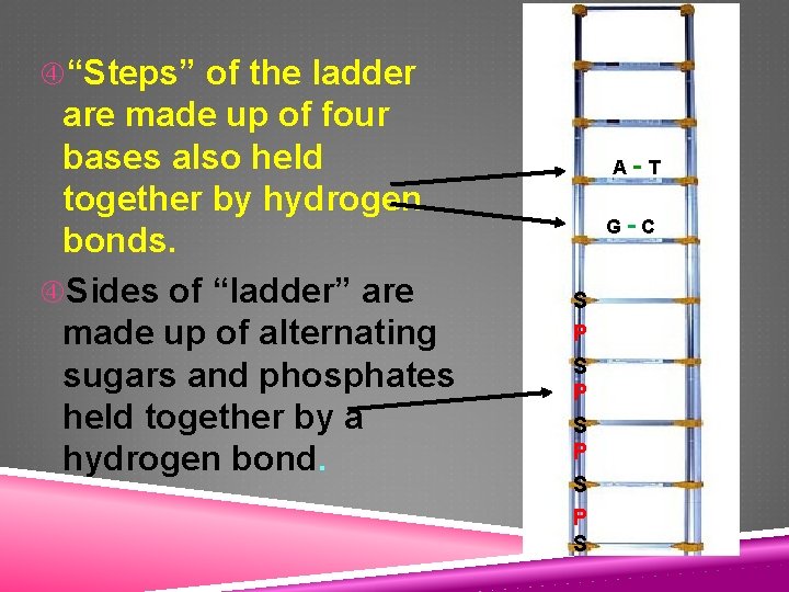 DNA STRUCTURE DNA REPLICATION MITOSIS CANCER CP Biology