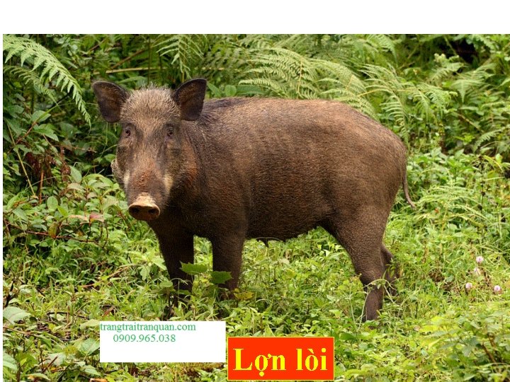 Kim tra bi c 1 Ni tn tng