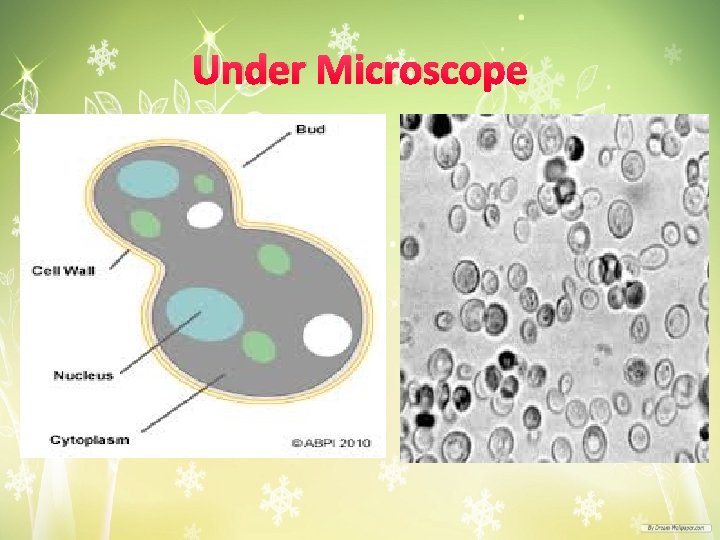 Energy metabolism in yeast Cellular respiration is the