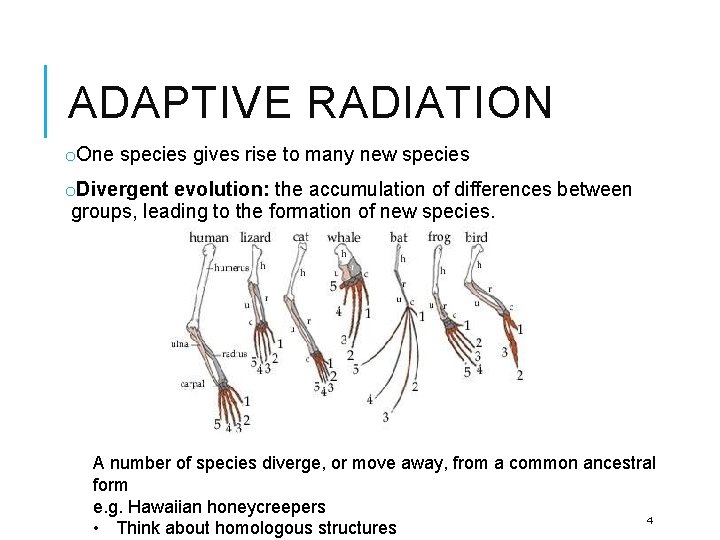 SPECIATION Case Study 1 RANDOM FACT Scientists believe