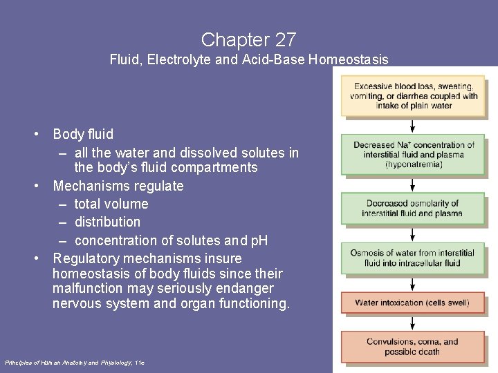 Chapter 27 Fluid Electrolyte and AcidBase Homeostasis Lecture