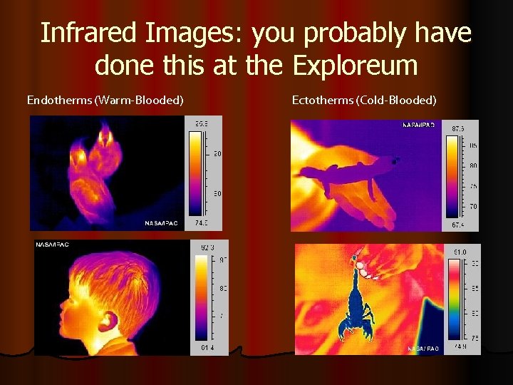 Animals and Their Traits Objective 5 3 Identify