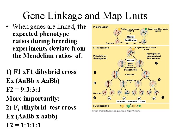 Chapter 15 The Chromosomal Basis of Inheritance TOPICS