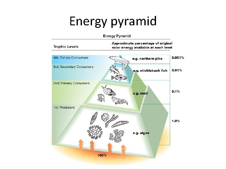 Unit D Living Systems Chapter 1 The biosphere