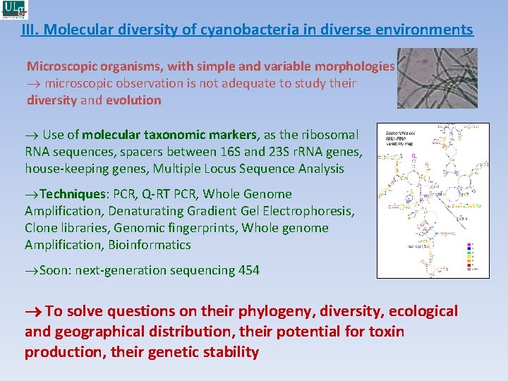 The cyanobacteria group CIP Laboratory of bacterial physiology