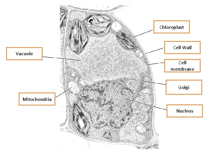 a photograph taken by means of a microscope