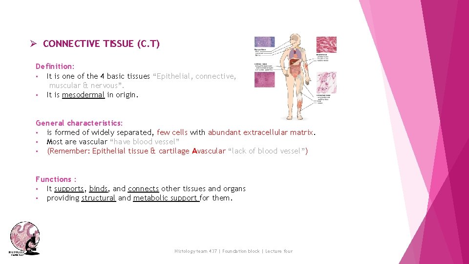 Connective Tissue Red important Black in malefemale slides