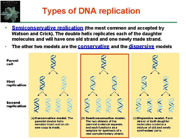 THE MOLECULE BASIS OF INHERITANCE DNA Replication http