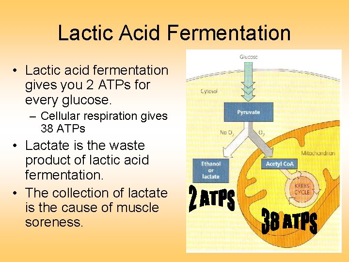 Cellular Respiration LN 11 Cell Biology 1 g