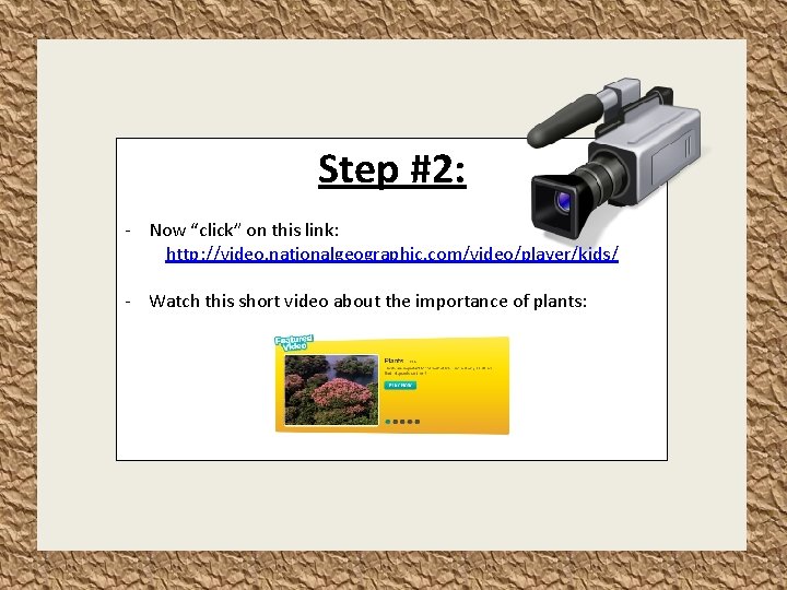 The Life Cycle of Plants By April E