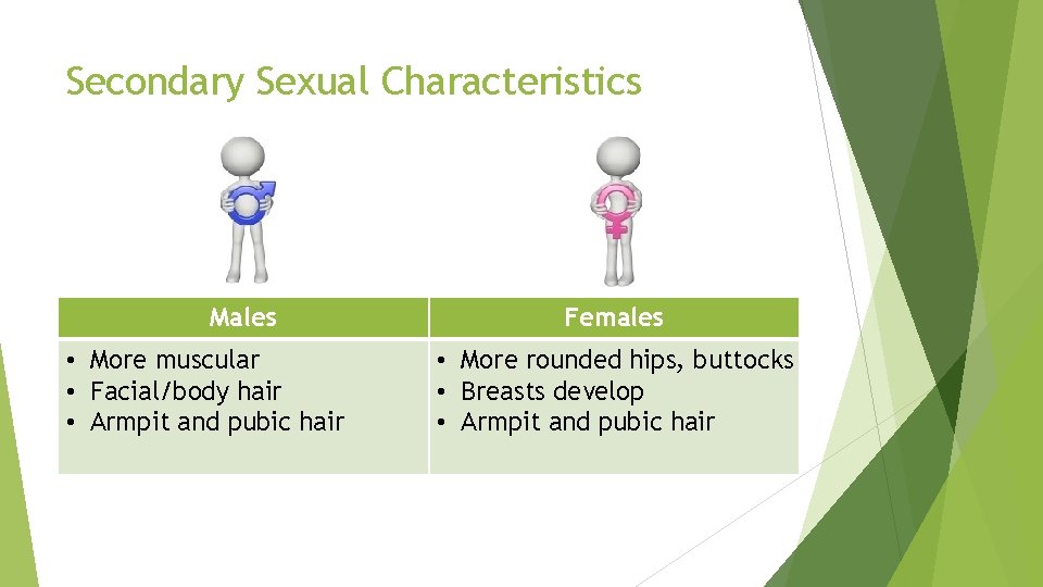 Primary Secondary Structures Puberty Reproductive Structures Mature And