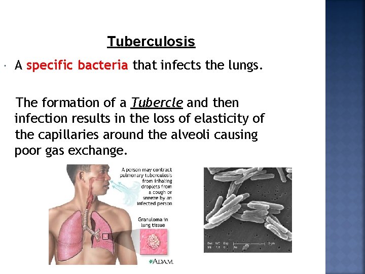 HUMAN RESPIRATORY SYSTEM What is Breathing The mechanical