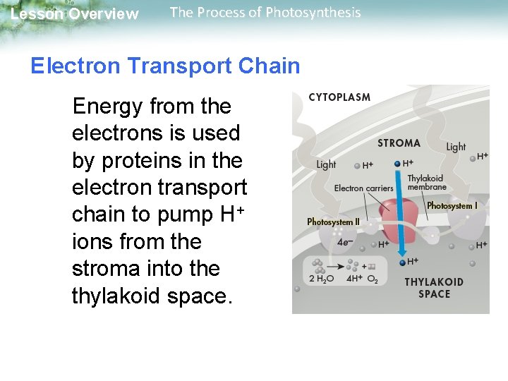 Lesson Overview The Process of Photosynthesis Bell Work