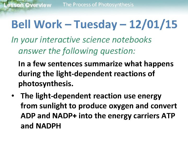 Lesson Overview The Process of Photosynthesis Bell Work
