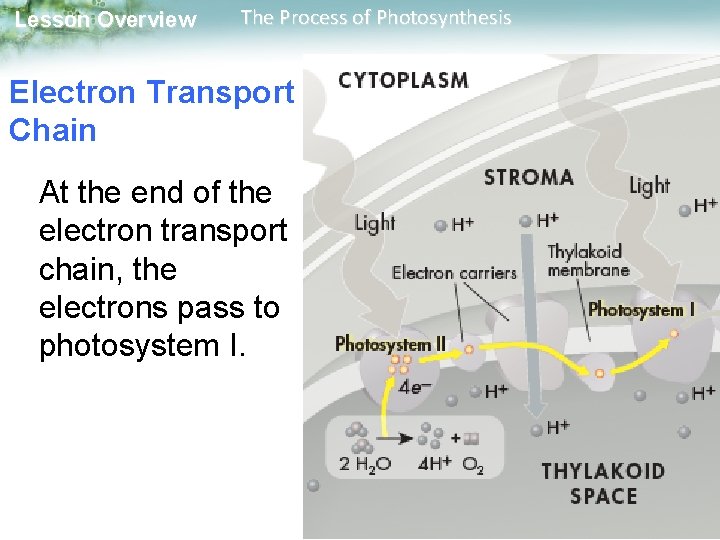 Lesson Overview The Process of Photosynthesis Bell Work