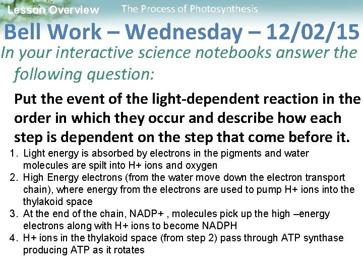 Lesson Overview The Process of Photosynthesis Bell Work