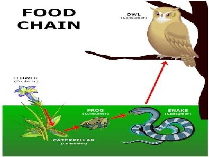 Producers Consumers Decomposers Food Chains Food Webs Producers