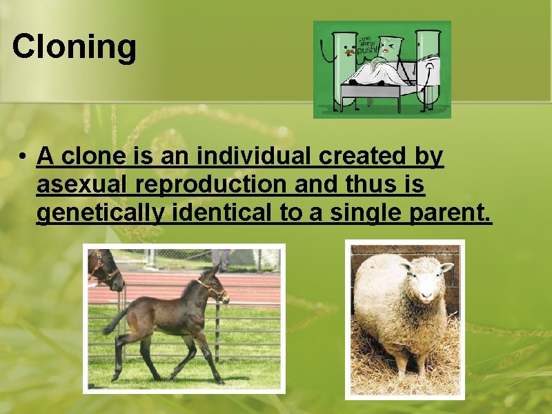 Biology I Chapter 13 Gene Technology Do Now