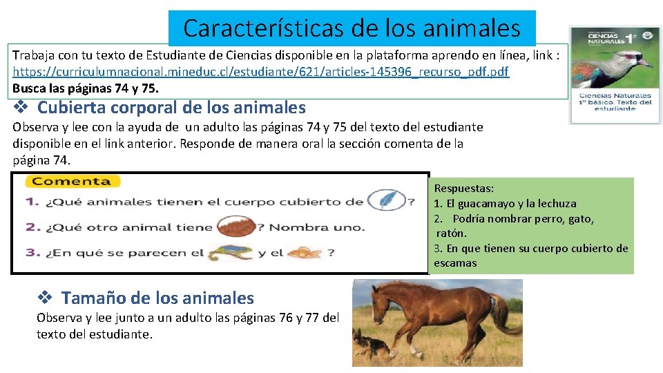 Ciencias Naturales Primero bsico Caractersticas de los animales