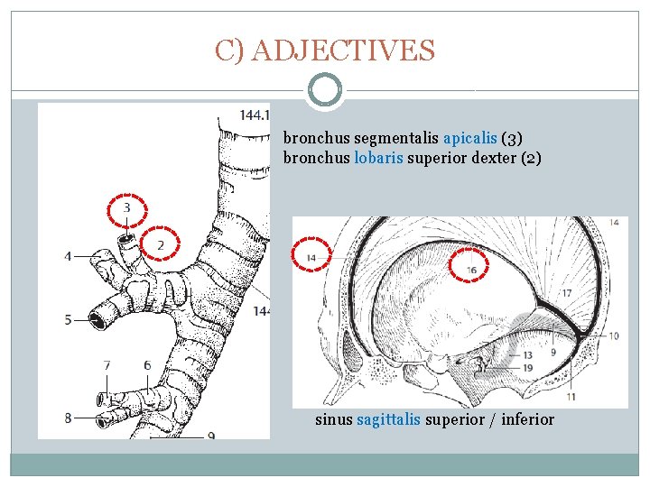 Basic Medical Terminology II SEMINAR 3 Revision How