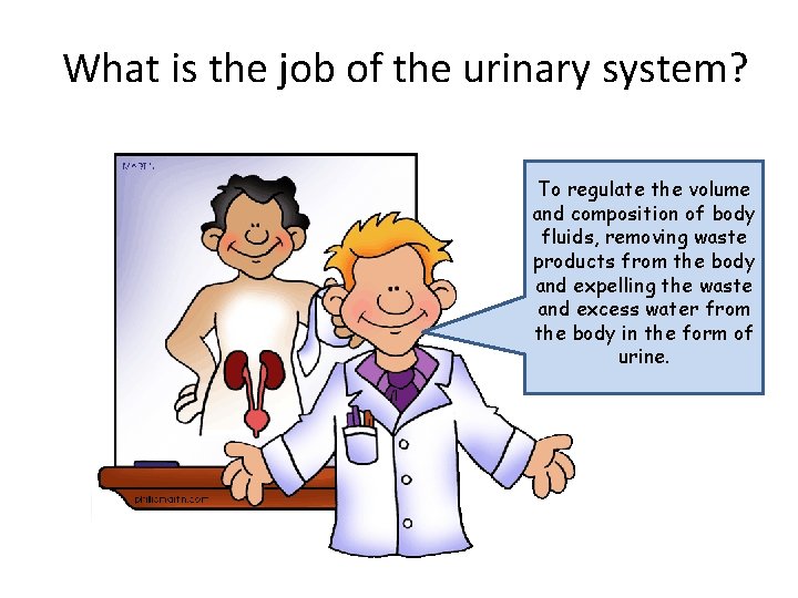 The Kidney and Homeostasis WJEC Biology Unit 2